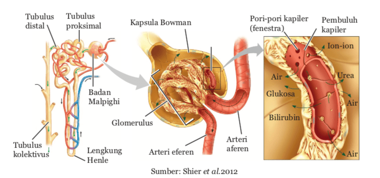 Ginjal: Sistem Ekskresi pada Manusia | Biologi Kelas 8